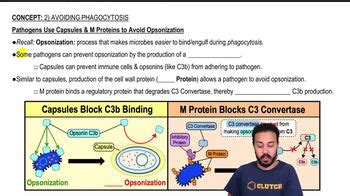 The C3b Complement Protein Is Incredibly Important For Opsonizati Channels For Pearson