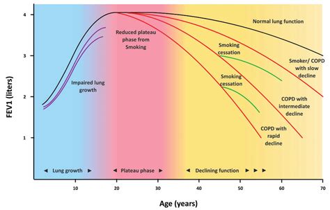 1 The Course Of Lung Function Fev 1 Throughout Life Black Line Download Scientific