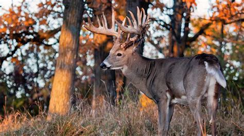 How To Protect Trees From Deer Exmark S Backyard Life