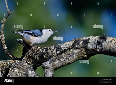 A White Breasted Nuthatch Bird Sitta Carolinensis Walking Along A