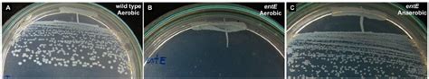 Growth Of E Coli Wild Type And Ente Mutant Streaked In M9a Wild Type Download Scientific
