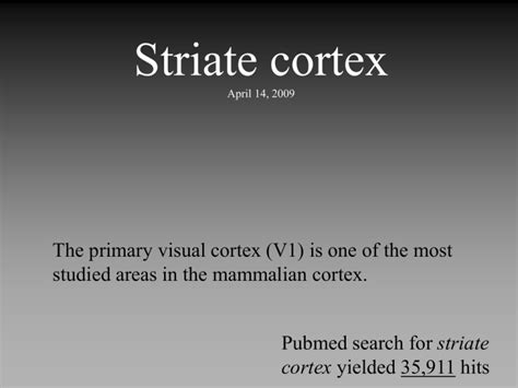 Striate Cortex April