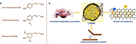 A Monomeric Precursors Of Lignin B An Overview Of Lignin Based Download Scientific Diagram