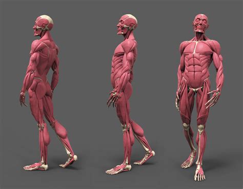 Atlas body