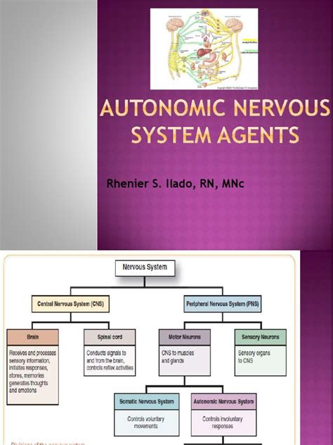 Autonomic Nervous System Agents Unduh Gratis Pdf Acetylcholine