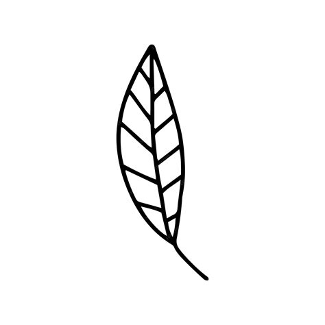 Premium Vector Vector Doodle Leaf Plant Isolated
