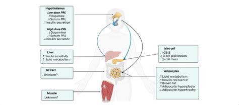 Prolactin Actions On Different Organs To Promote Metabolic Homeostasis