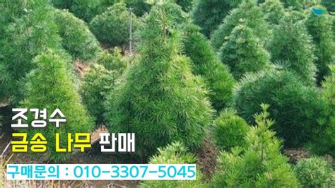 신바람 플랜트 협력농가 판매상품 나무장터com 금송 소량 대량 판매합니다 Youtube