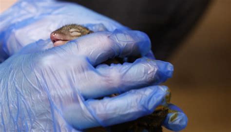 Tree Shrew Babies Cannon Hall Farm