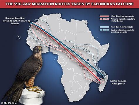 Falcons Fly In Zig Zag Patterns To Make Use Of Strong Tailwinds Study