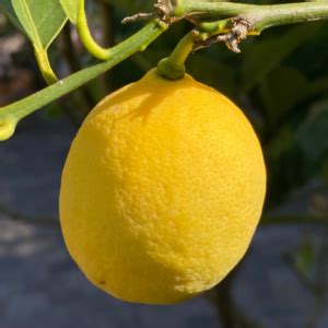 Improved Meyer Lemon Tree Bob Wells Nursery U S Shipping