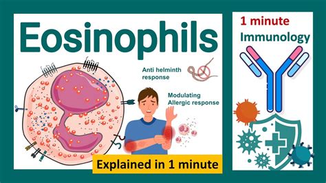 Eosinophils Explained In 1 Minute What Role Do Eosinophils Play In Immunity Immunology In 1