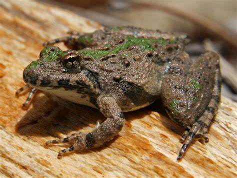Blanchards Cricket Frog City Of Ann Arbor