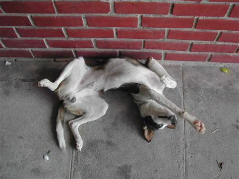 Comida Para Perros Estreñidos Que Debe Comer Fido Que Sufre De