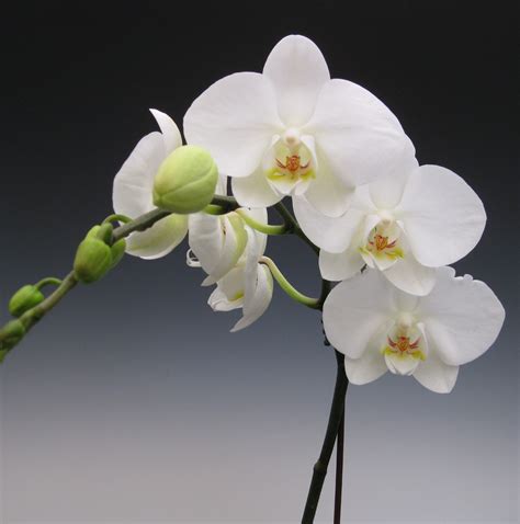 Orchid Plants White Phalaenopsis Orchidaceous Orchid Blog