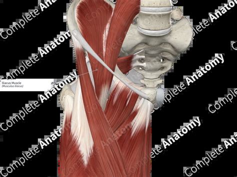 Iliacus Muscle Complete Anatomy