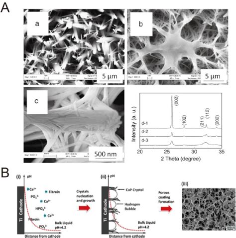 A Sem Images A C Of The Hydroxyapatite Coatings A Without Download Scientific Diagram