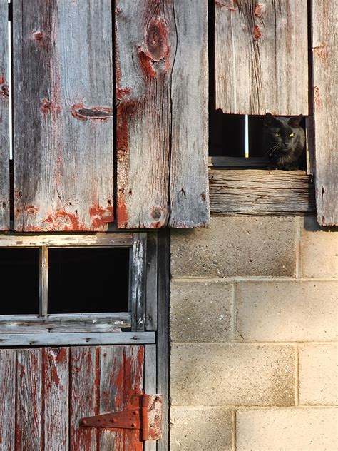 Barn Kitty Rbarncat