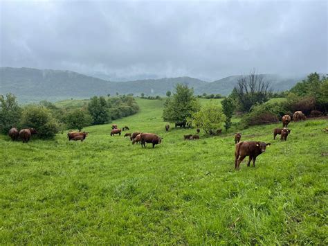 Carmistin Beef Division