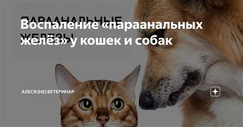 Воспаление «параанальных желёз» у кошек и собак | Алеся (не) ветеринар ...