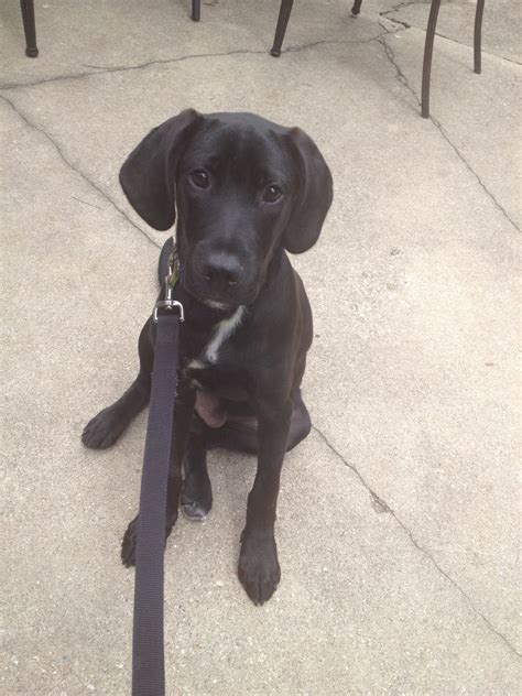 english pointer chocolate lab mix gimera