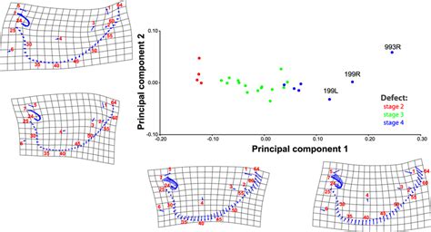 Principal Component Analysis Results From Our Morphometric Analysis Download Scientific