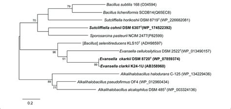 Maximum Likelihood Phylogenetic Tree Of Membrane Bound Cytochromes C