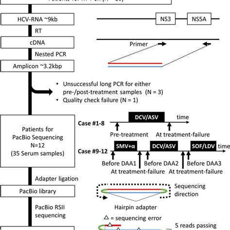 Sample Collection And Single Molecule Real Time Sequencing Workflow Download Scientific