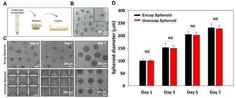 Video Microfluidic Fabrication Of Core Shell Microcapsules Carrying Human Pluripotent Stem Cell