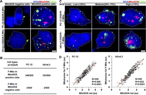 Ros Responsive Exogenous Functional Mitochondria Can Rescue Neural Cells Post Ischemic Stroke Pmc