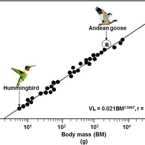 Regression Line Plotted On Logarithmic X Y Axes Showing The Correlation Download Scientific