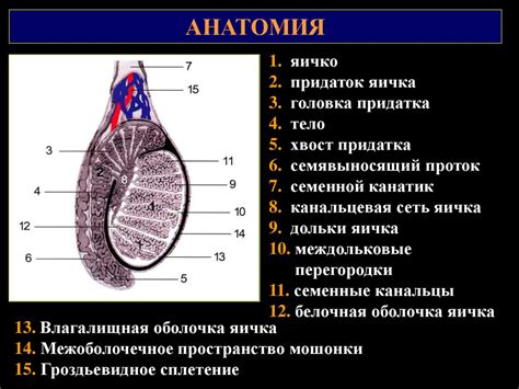 Ультразвуковая диагностика заболеваний органов мошонки - презентация онлайн