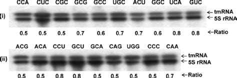 Northern Blot Analysis Of Tmrna And 5s Rrna Total Rna Was Isolated