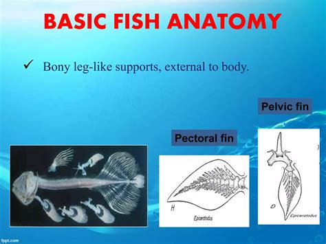 Class Actinopterygii And Class Sarcopterygii Pptx Fish And Class Actinopterygii And Class Sarcopterygii Pptx Fish And