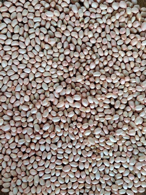 Sagar Radadiya On Linkedin India Tj Java Peanut New Crop Started