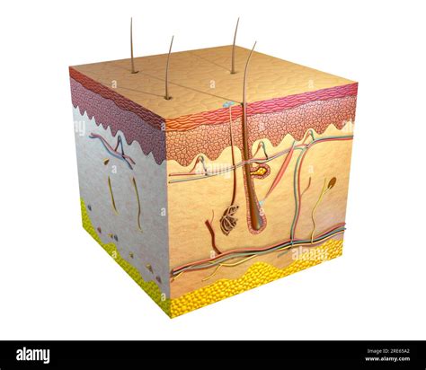 epidermis diagram unlabeled