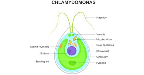 Algae Have Flagellated Reproductive Cells Called At Stephen Jolly Blog