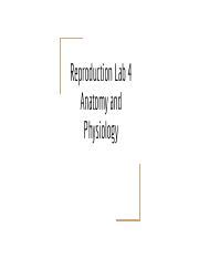Reproduction Lab Anatomy And Physiology Pdf Reproduction Lab Anatomy Course Hero