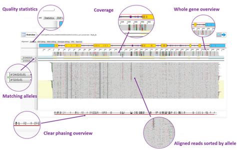 Pacbio Workflow Shiva Scientific Company