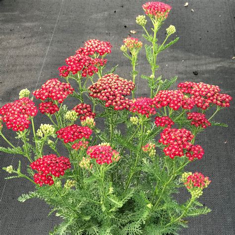 Achillea New Vintage™ Series Red Pp25618 Yarrow 1 Evergreen Nursery Inc
