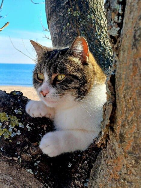 Premium Photo Can On The Tree