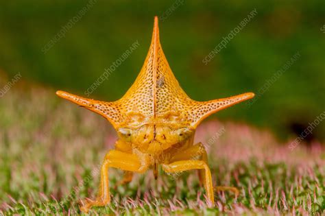 Treehopper Adult Stock Image C Science Photo Library