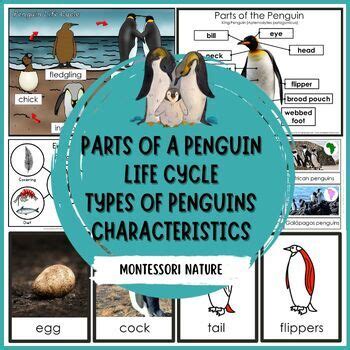 King Penguins Life Cycle