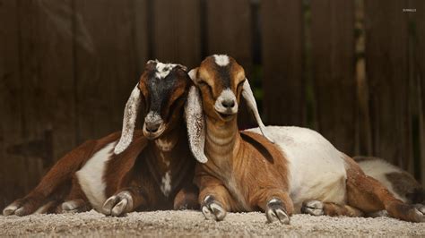 Goats Wallpaper Animal Wallpapers 25686