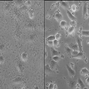 Cell Cycle Profile With DAPI Staining The Fluorescence Levels For Download Scientific Diagram