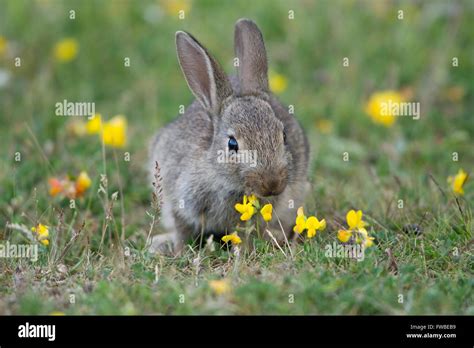 A Young Rabbit Oryctolagus Cuniculus Nibbles The Grass And Flowers Minsmere Suffolk Uk