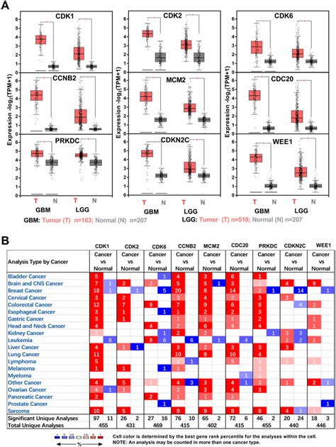 Expression Of Cell Cycle Related Genes In LGG And GBM A Expression Of Download Scientific