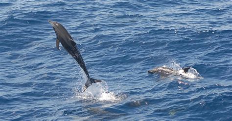 Whale Dolphin Hybrid