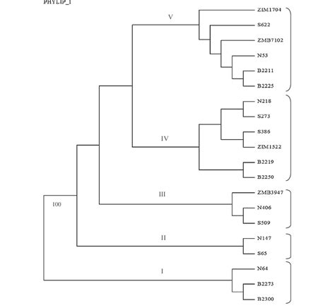 Ssr Based Upgma Dendrogram Generated Using Neis Standard Genetic