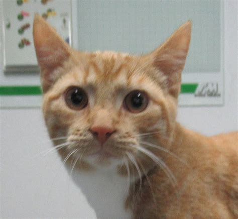 Ko Buth Dierenkliniek Hugen